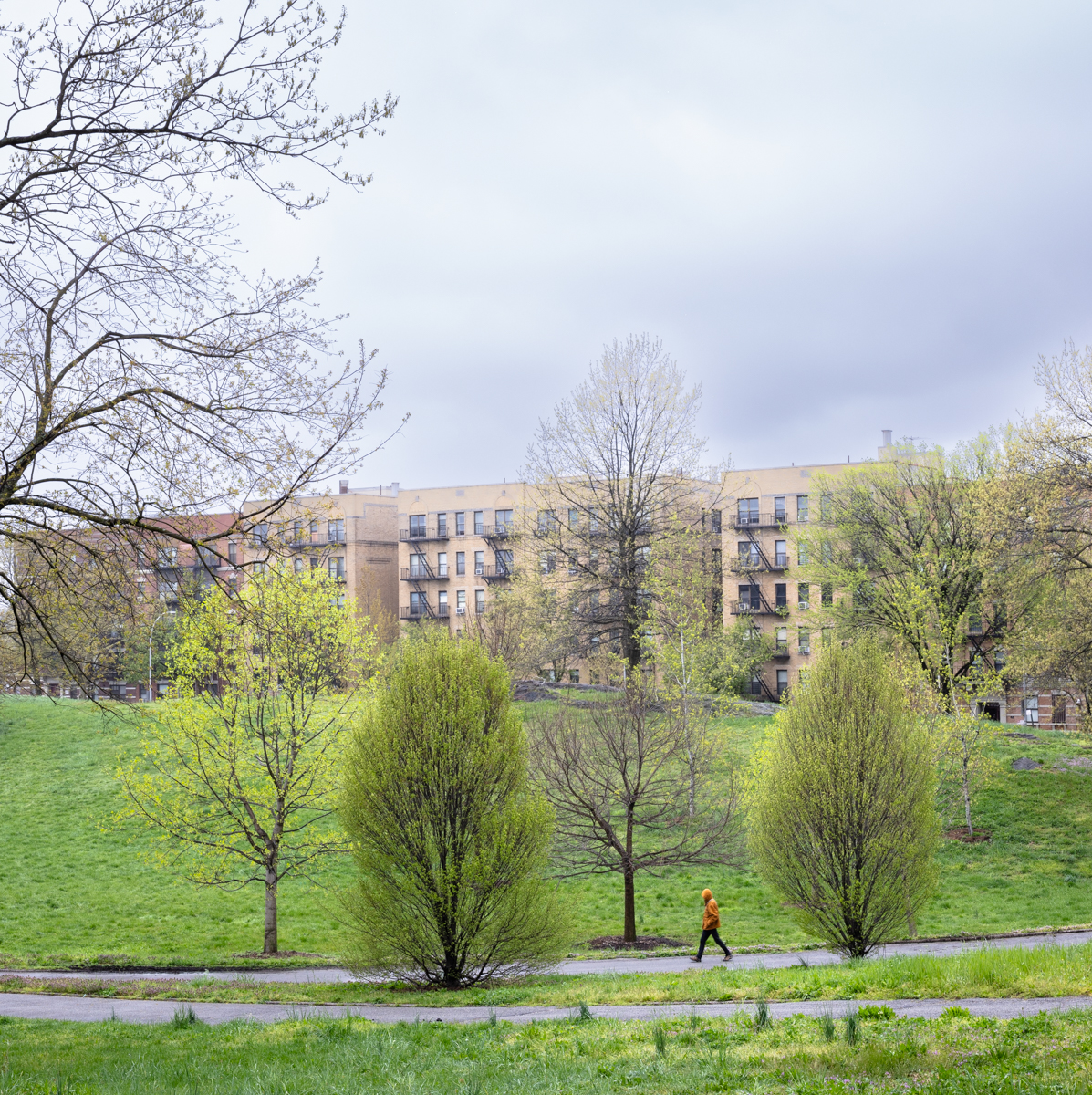 Some Trees of the Bronx (2024 -) – Benjamin Swett