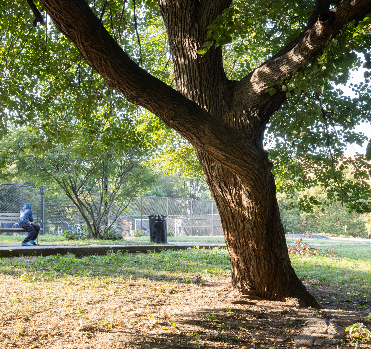 Some Trees of the Bronx (2024 -) – Benjamin Swett